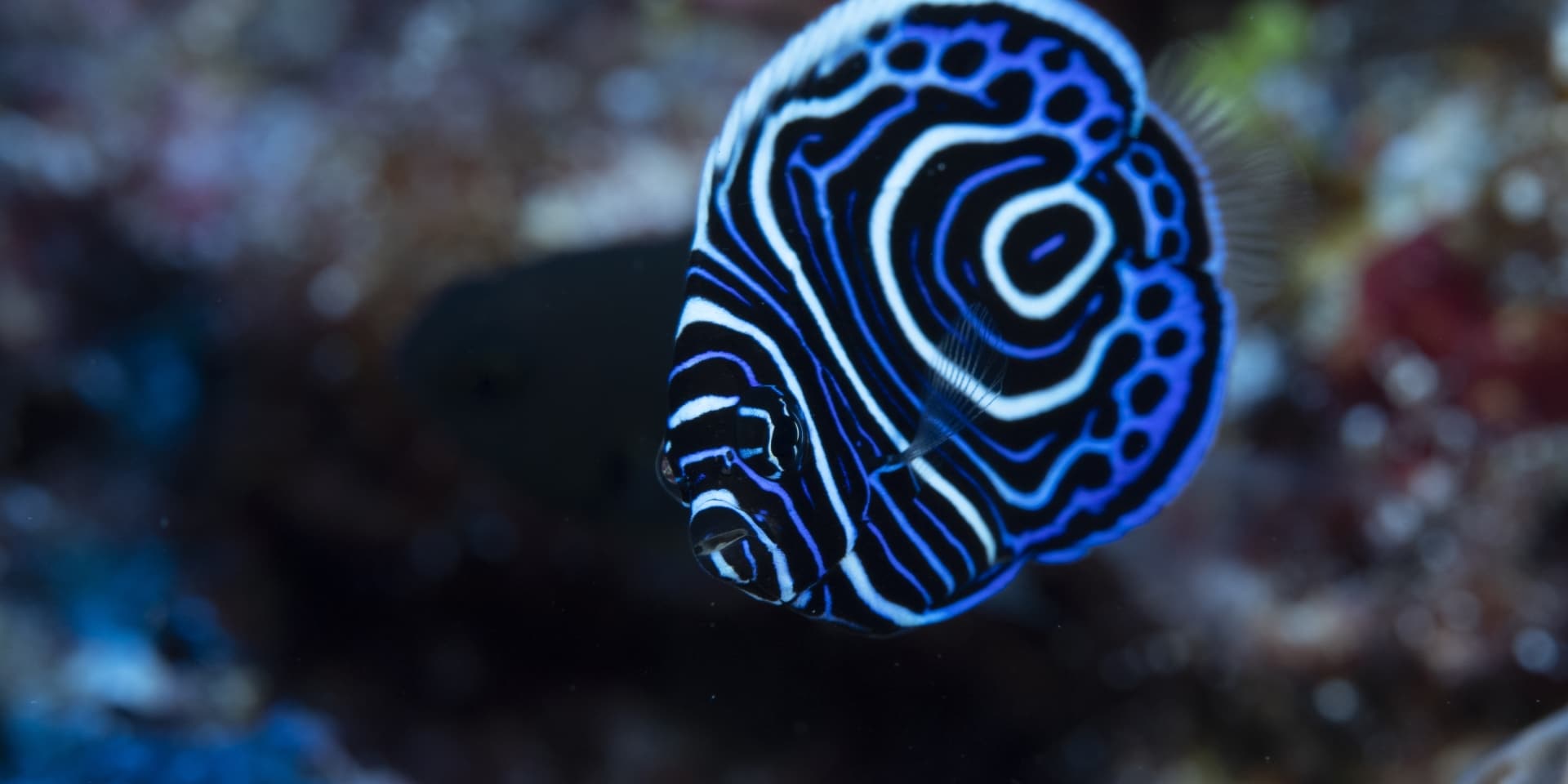 Documentary "The mysteries of Mont La Pérouse": a spotlight on an ...